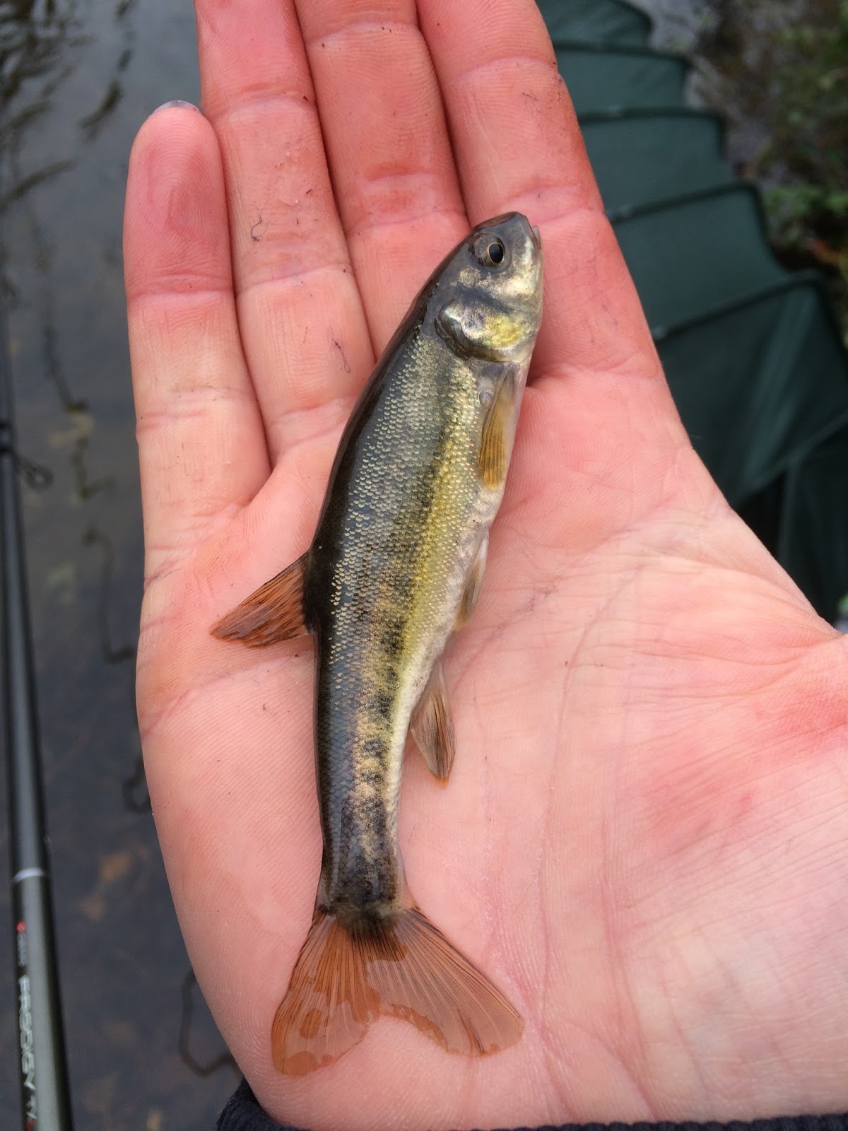 James' Angling Adventures.: Monster Minnow.