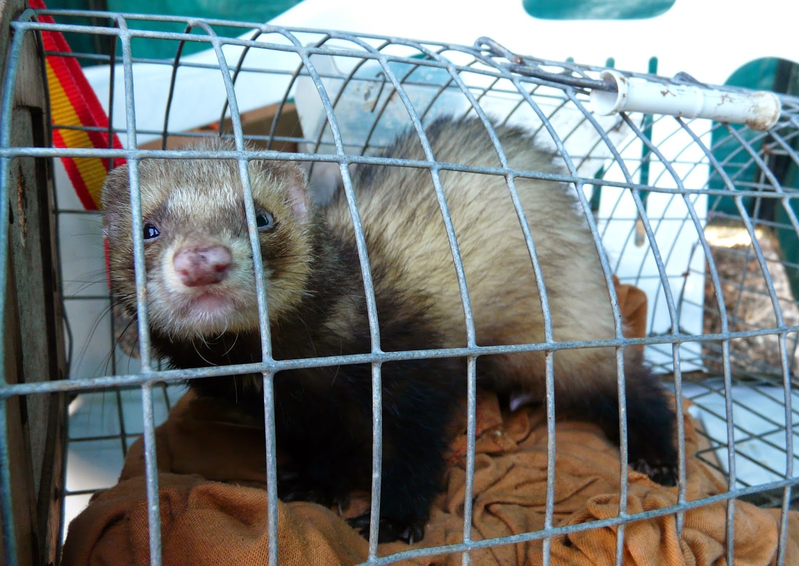 Asociación Canaria de Entidades de Caza: Hurones asilvestrados en La ...