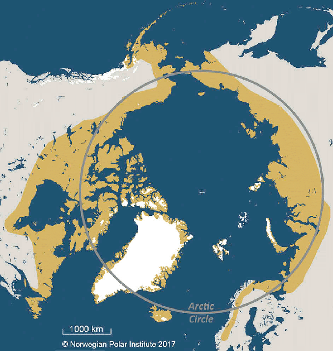 Ultima Thule: The gorgeous Arctic Fox, celebrated as 'Mikkl' by ...