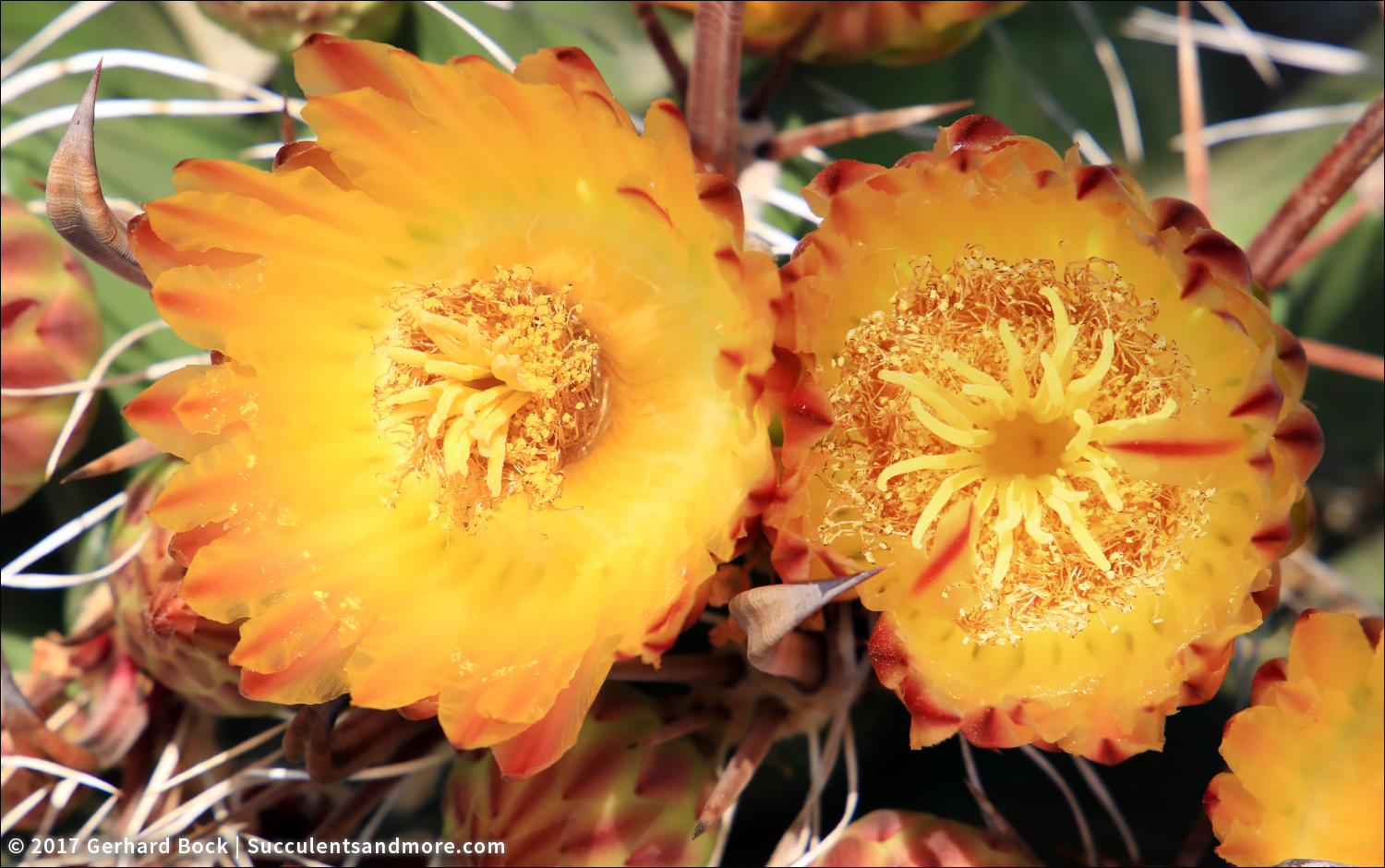 Twisted barrel cactus has to a greater extent than flowers than ever