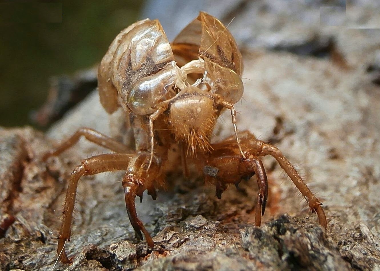 Lenin Cardozo - Entrevistas / Artículos / Videos: En el Zulia el canto ...
