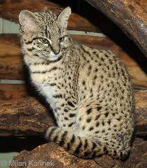 Argentina nativa: Gato montes (Leopardus geoffroyi)