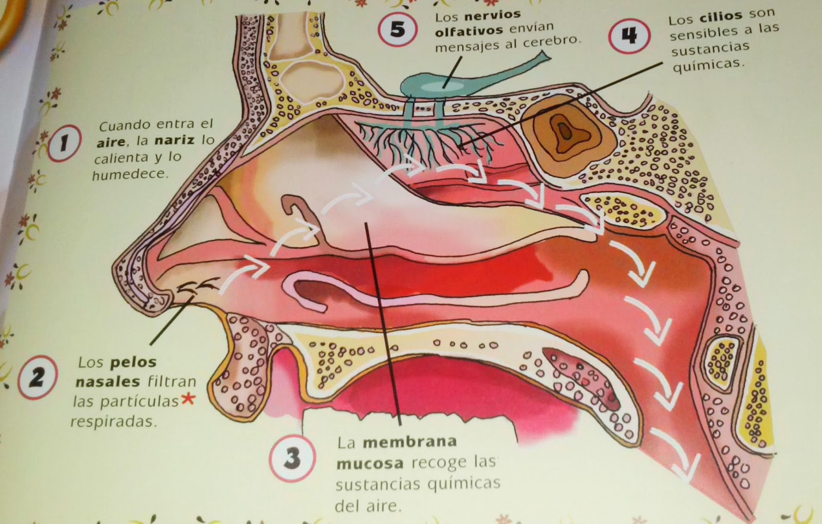 Imagenes de el sentido del olfato - Imagui