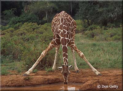 ANIMAL WORLD TokTil: Animal World - All about GIRAFFE around the world