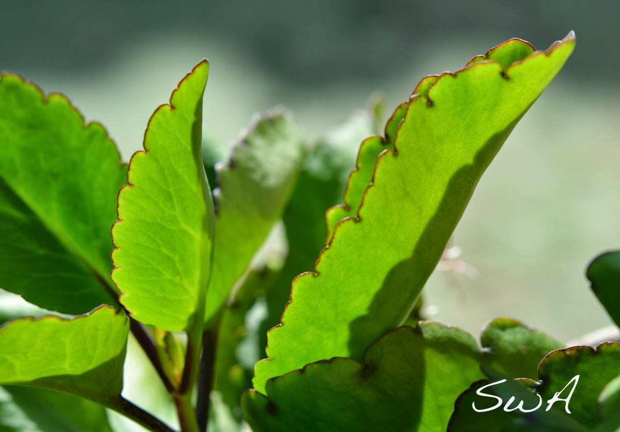 Tropical Biodiversity - Santarém - Pará - Brasil: Kalanchoe pinnata