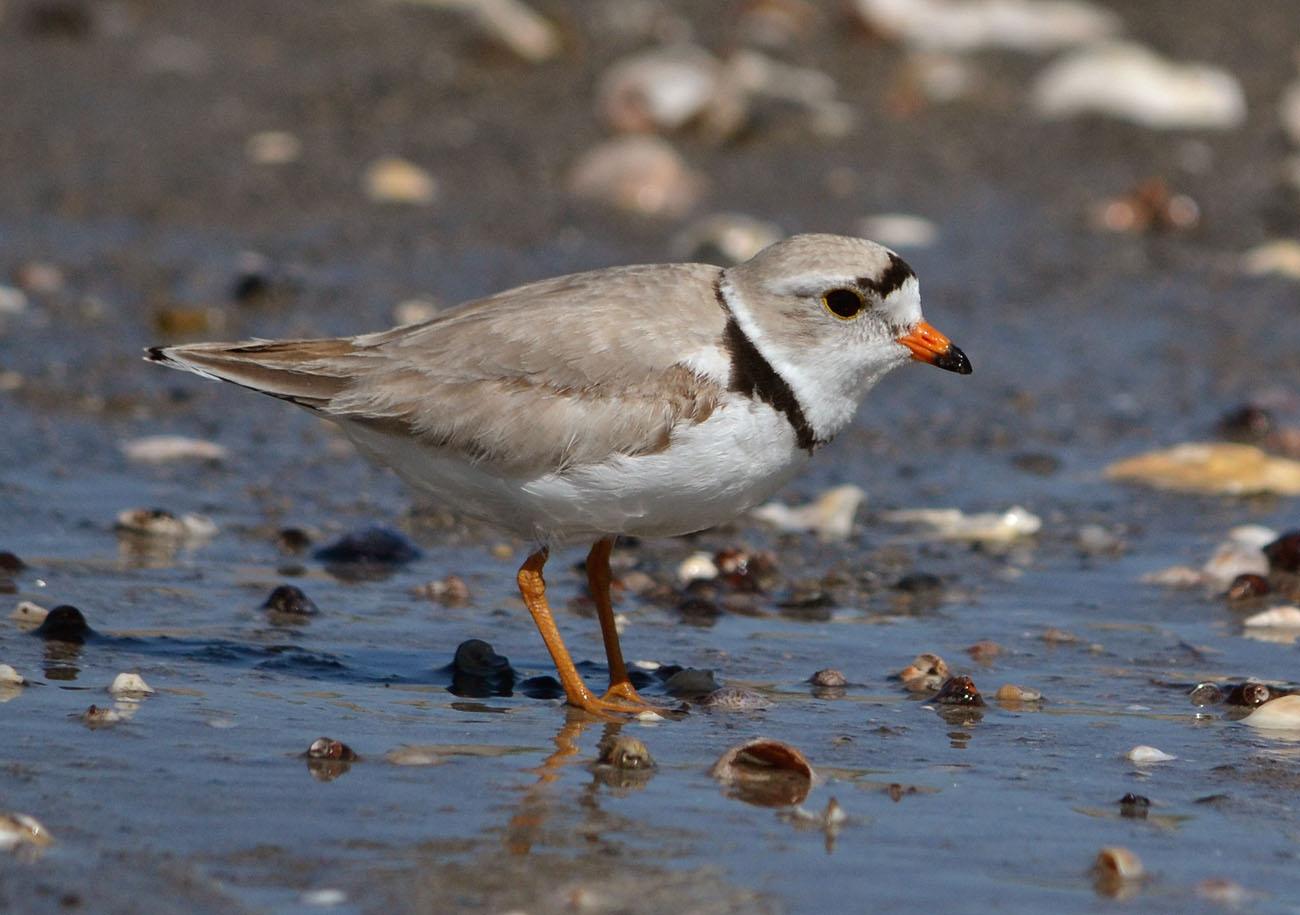 Woods Walks and Wildlife: Piping Plover Up Close