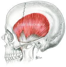 Músculos da Mastigação: Músculo Temporal