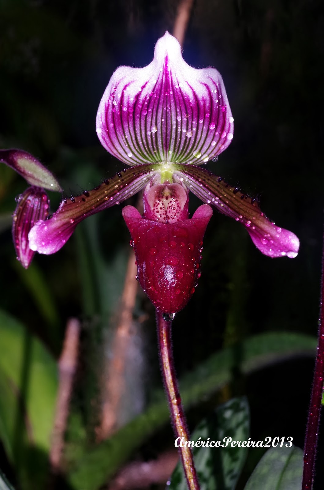 Orquídeas soltas: Paphiopedilum barbatum x callosum 'Jac'