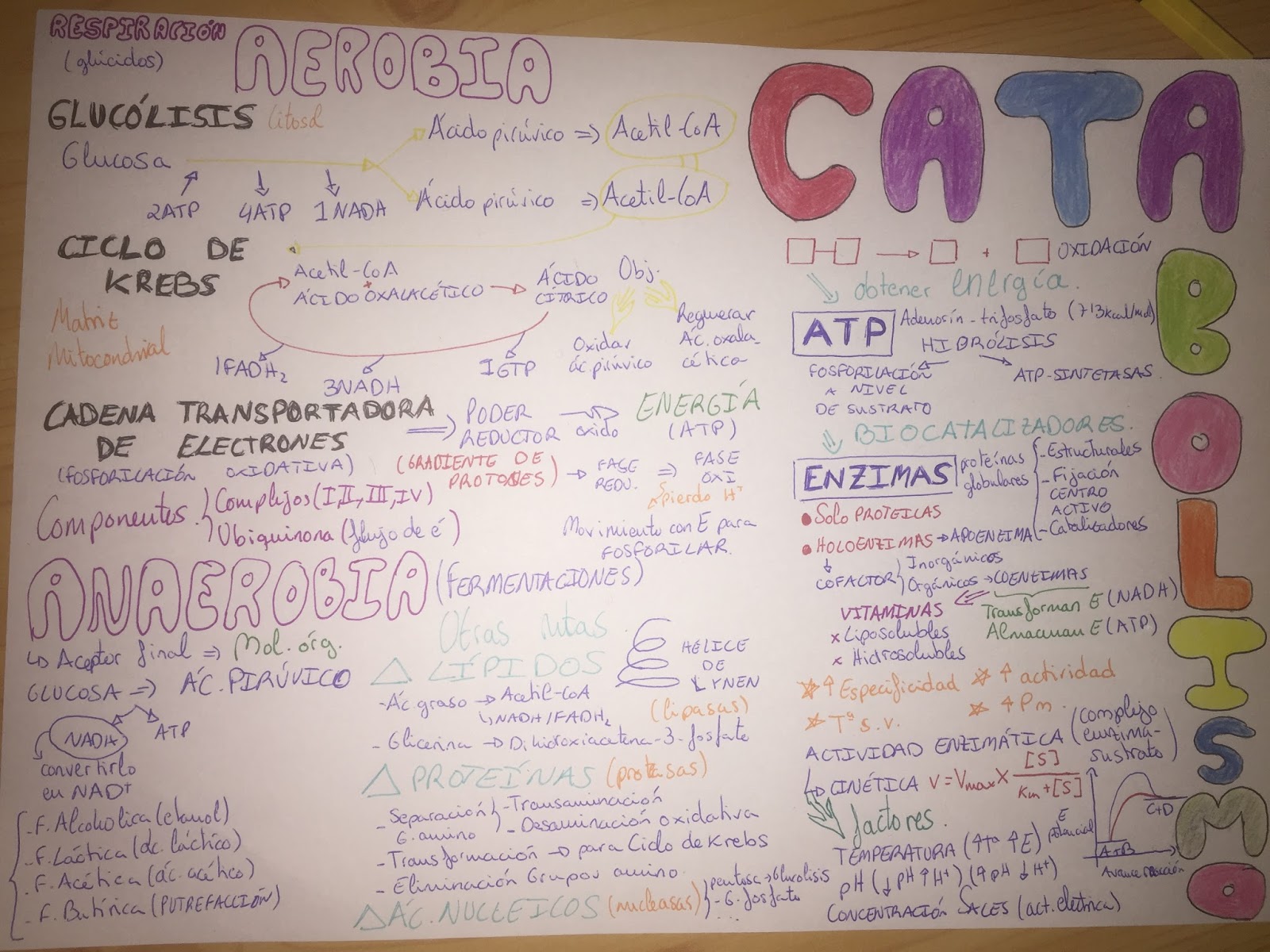 Biology by a student: Esquema Catabolismo