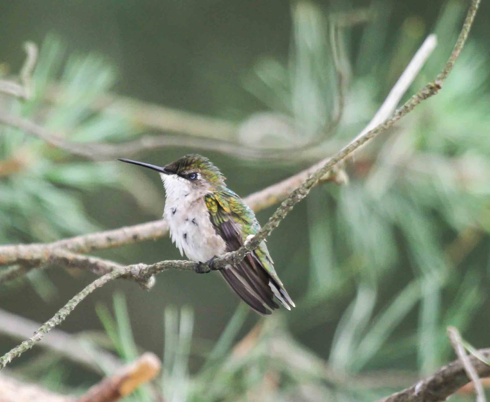 Gale's Photo and Birding Blog: Fledgling Hummingbirds