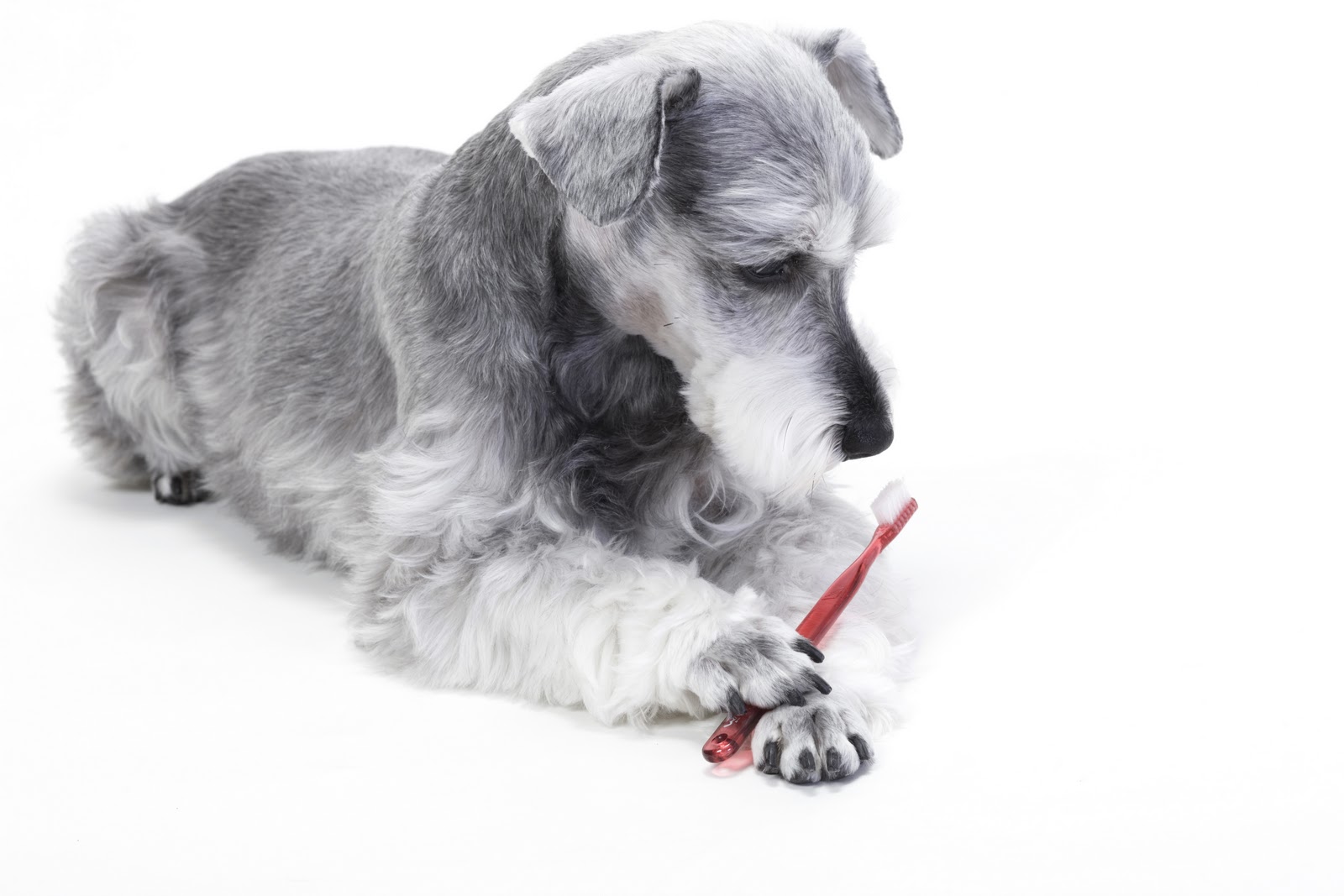 Bishop Ranch Veterinary Center: Ask the Vet - How to Get Sweet Kisses ...