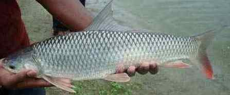 Bangladesh Development Studies: Freshwater Fish of Bangladesh