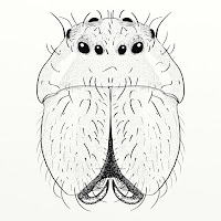 BugBlog: Sparassidae: huntsman spiders