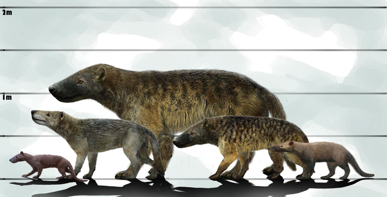 Ahora sé: HYAENODON