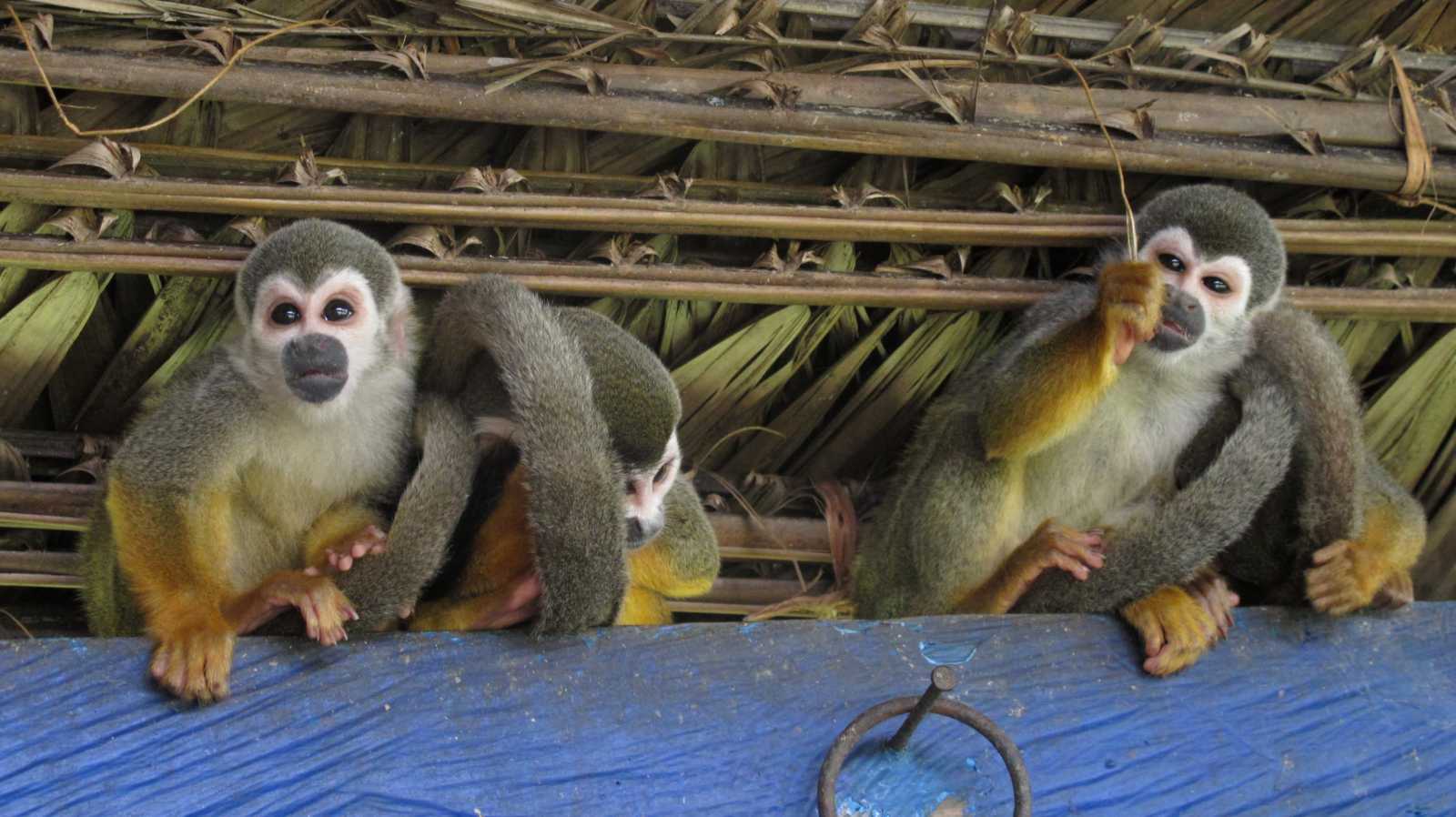 En ruta por Sudamérica: Viviendo con monos en Puerto Nariño