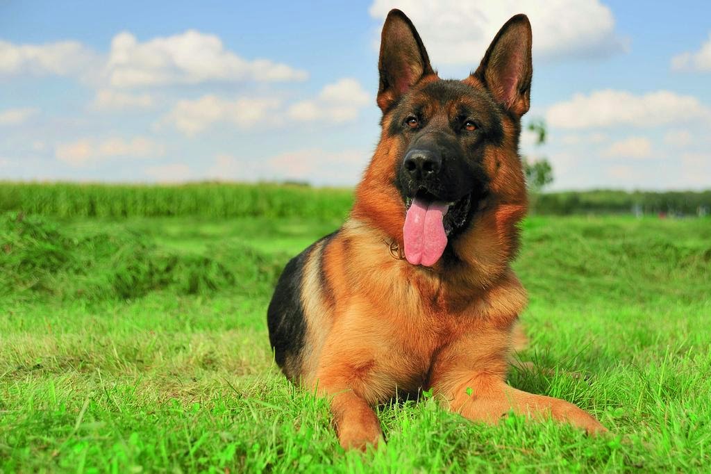 Все про тварин: Німецька вівчарка (Deutscher Schaferhund, German ...