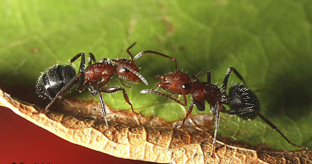 fourmis de Cuba- Hormigas de Cuba- Ants of Cuba: Camponotus planatus