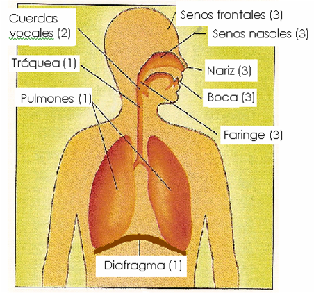 Lenguaje Musical: El Aparato Fonador