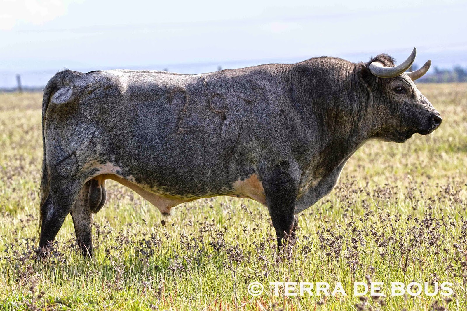 VENTERO, EL SEMENTAL QUE HA MARCADO LA GANADERÍA DE Mª SAGRARIO HUERTAS ...