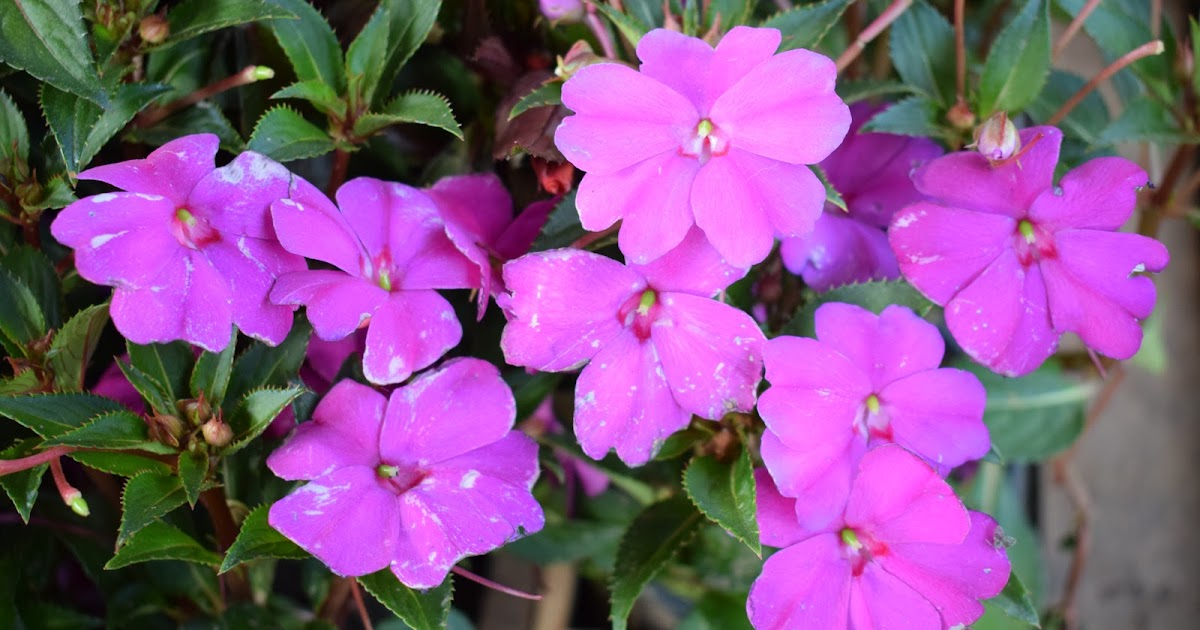 Confira as flores sazonais de abril e saiba a maneira certa de cultiva-lás