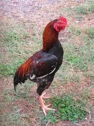 Saipan Jungle Fowl