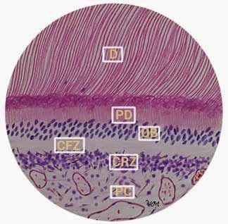 Oral Pathology India: ORAL HISTOLOGY- DENTIN