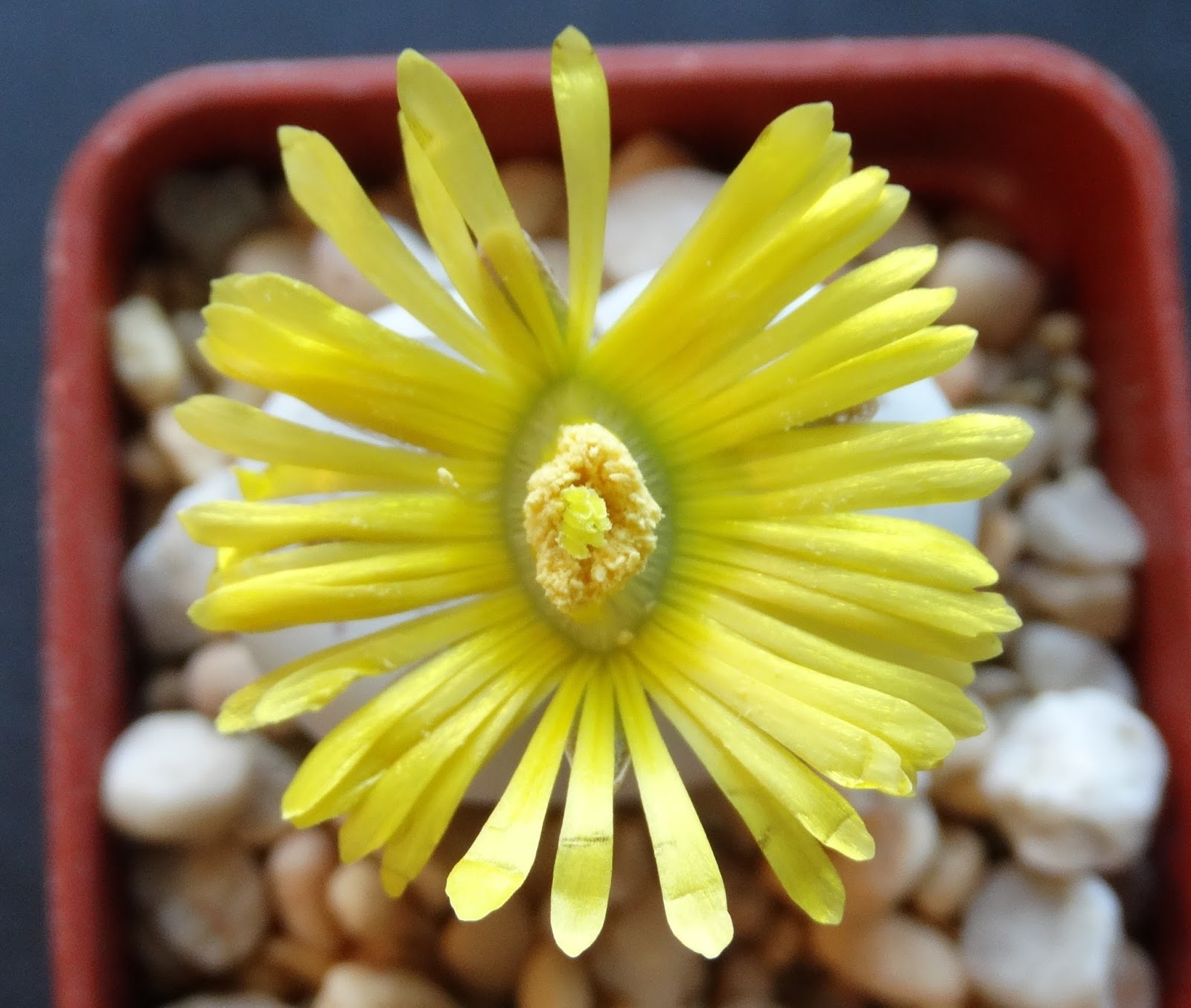 Succulent Sundae: DINTERANTHUS VANZYLII
