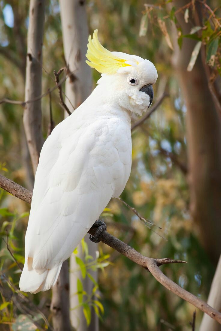 Beautiful white parrots