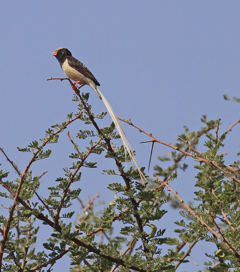 Simon and Karen Spavin: Ethiopia Birds