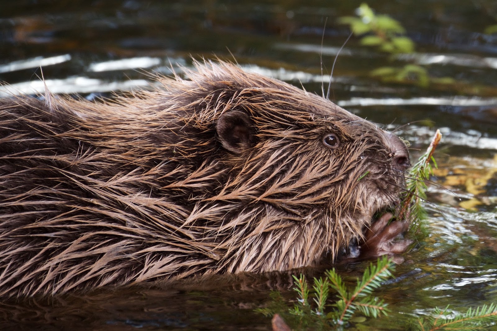 Naturfoto Einar Hugnes: Nye bever-møter ved Baklidammen