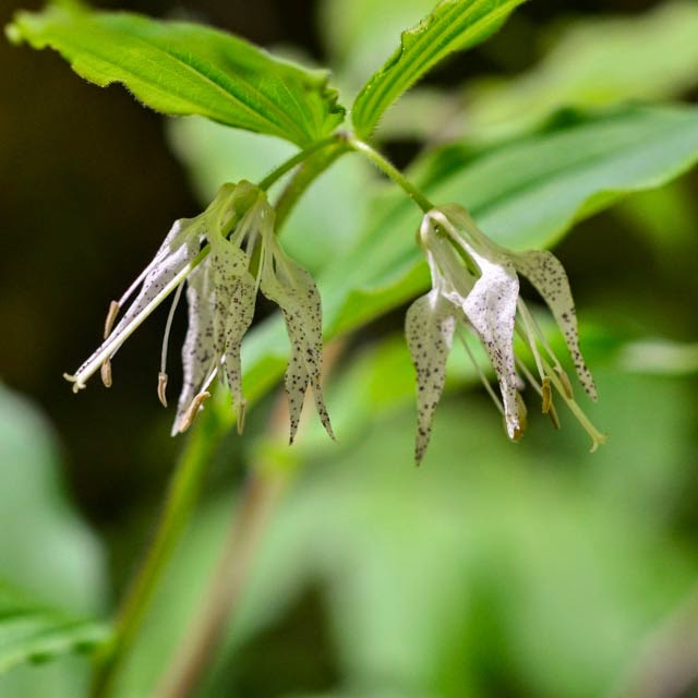 SAPS-NCGA: The Wildflower Walk on Wasilik Poplar Trail