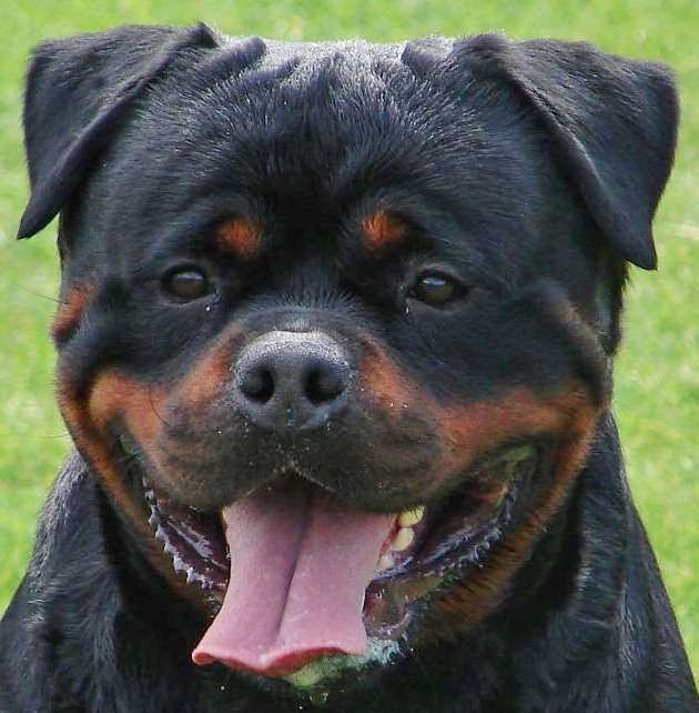 MorsoRosso: STORIA & STANDARD ROTTWEILER