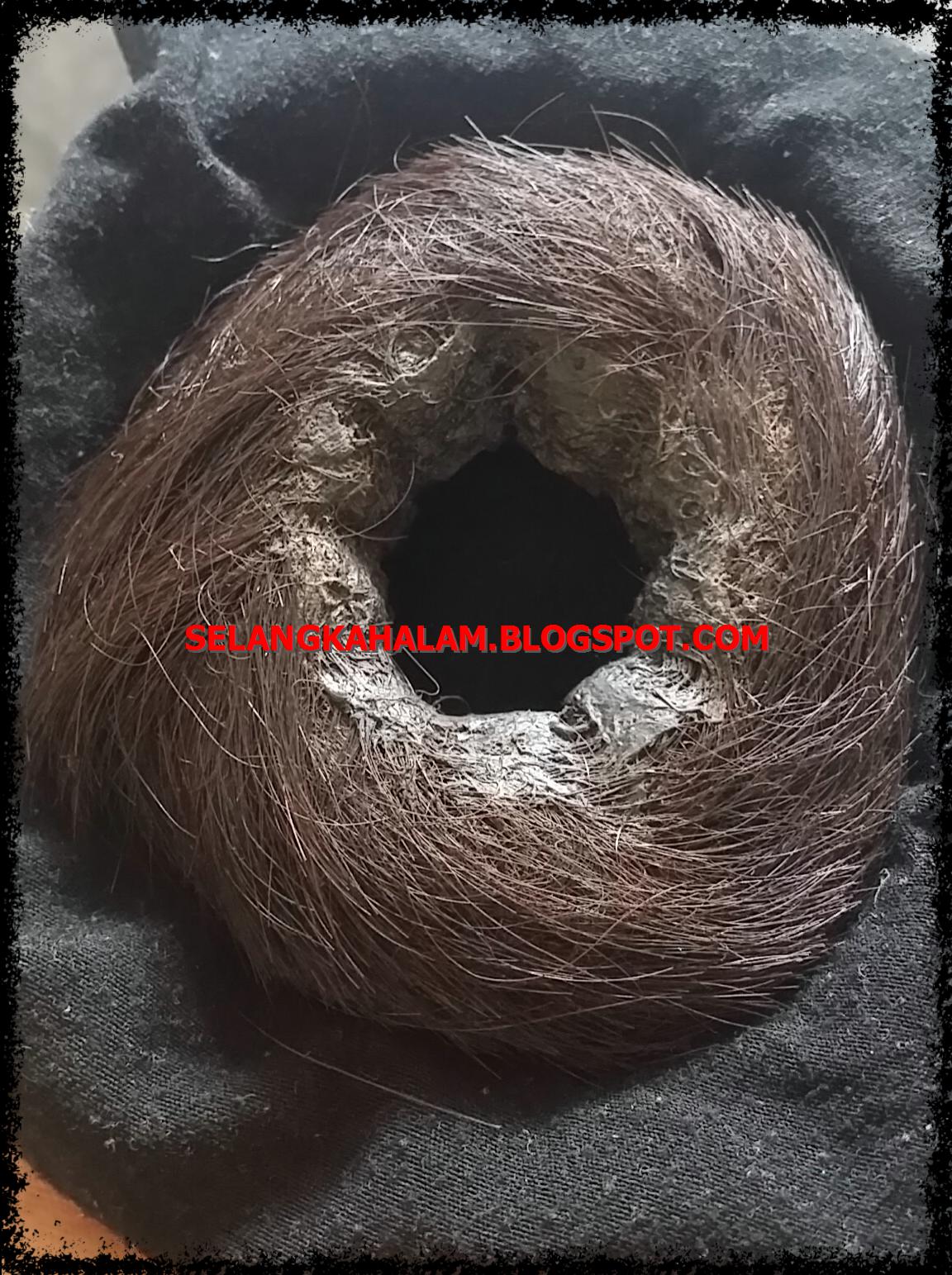 SELANGKAH KE ALAM MISTIK: CEMARA BABI TUNGGAL