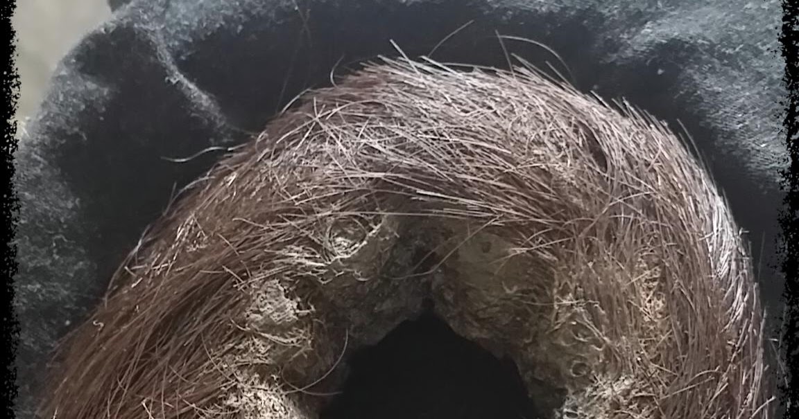 SELANGKAH KE ALAM MISTIK: CEMARA BABI TUNGGAL