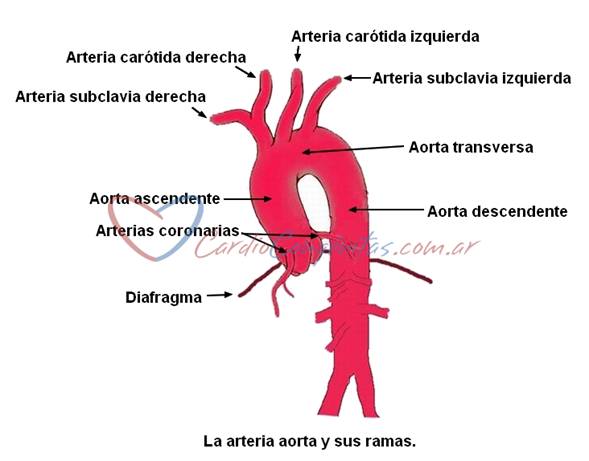 DISECCIÓN AÓRTICA: ANATOMÍA DE LA AORTA