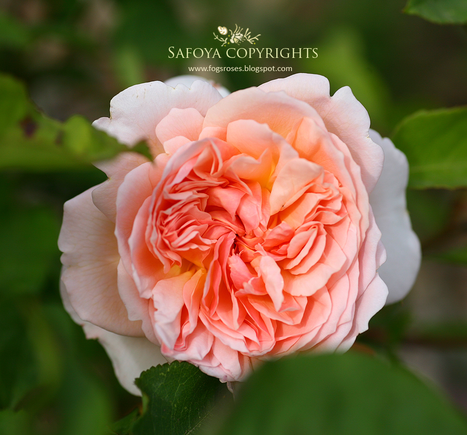 Tam gdzie mgły i róże mieszkają...: Crocus Rose i inne