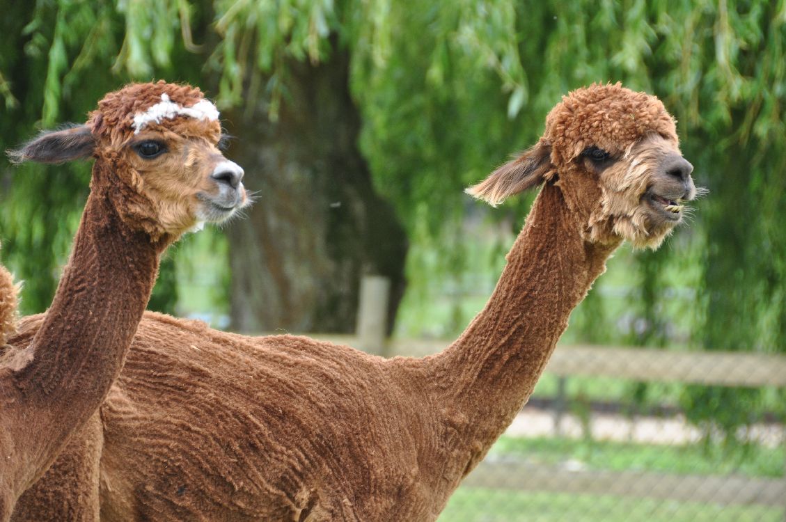 Seaview Wildlife Encounter: ALPACA SHEARING TIME!