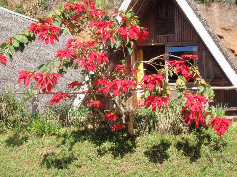 And so it begins: Trees, Flowers and Shrubs of Madagascar