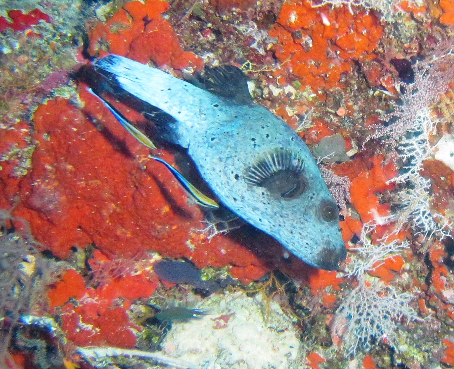 Cybercaptain: Diving Furana South