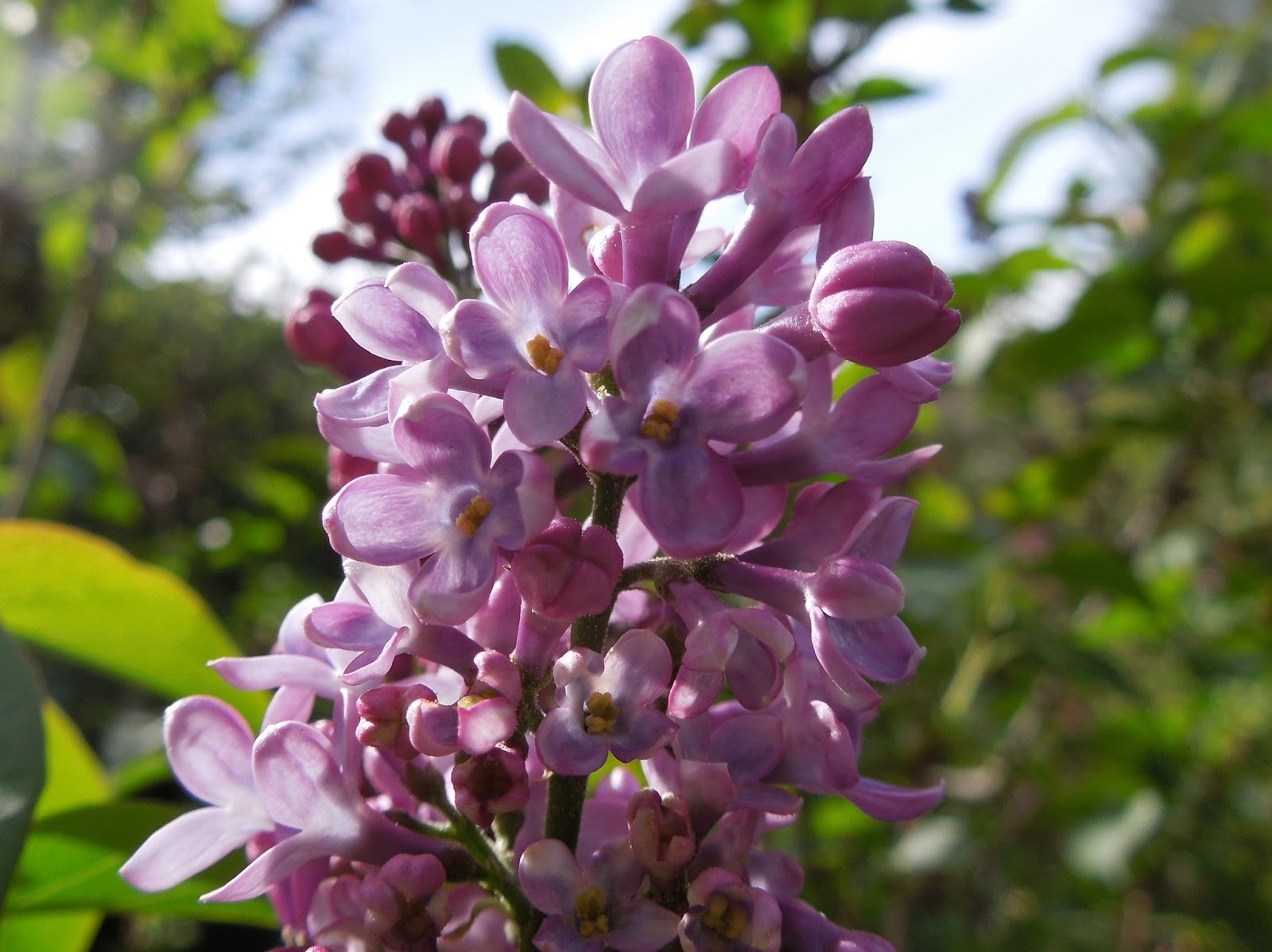 LILA o LILO - BOTÀNIC SERRAT