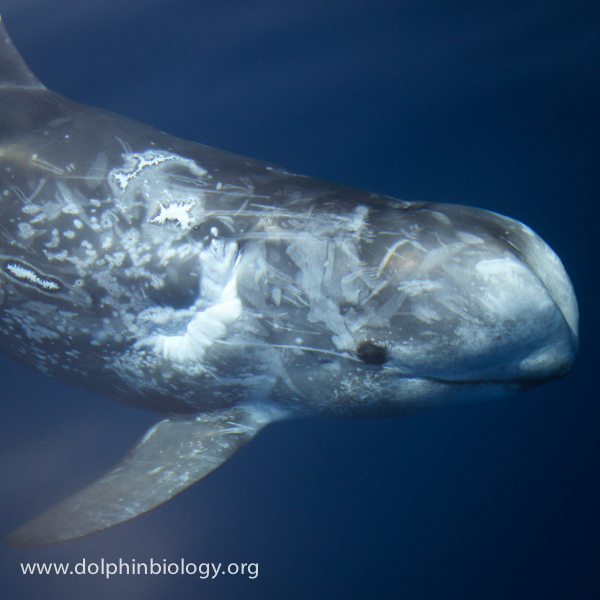 Dolphin Biology and Conservation: Risso's dolphin shark bite