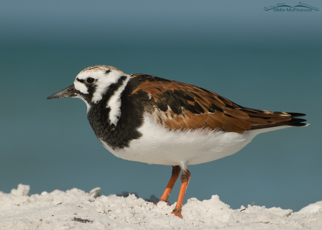 Birding Is Fun!: A few images of breeding and nonbreeding shorebirds