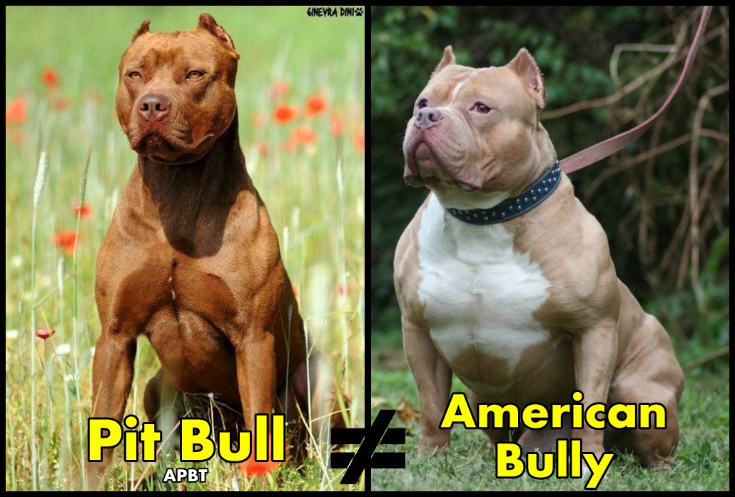 Blog do Pit Bull: American Pit Bull Terrier - sigla APBT - Raça Pitbull