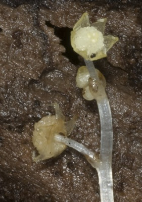 Variety of Life: Pandanales