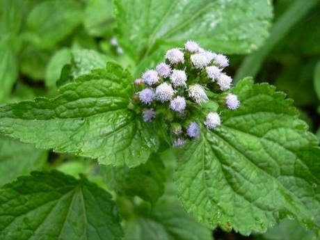 Khasiat dan Manfaat Bandotan - G-Spot Healthy Living