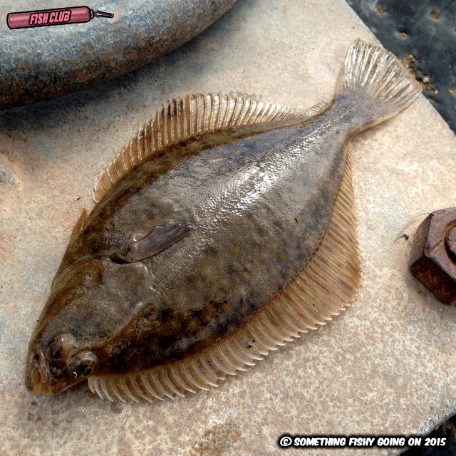 Something Fishy Going On: The first rule of Fish Club is...