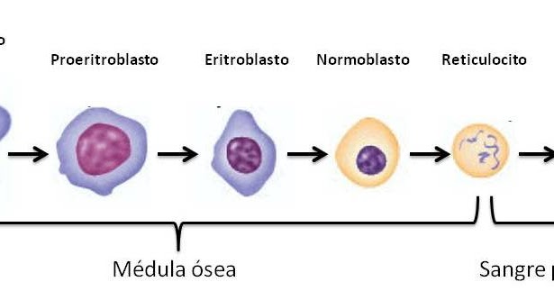 Fichero de Hematología: Eritrocitos