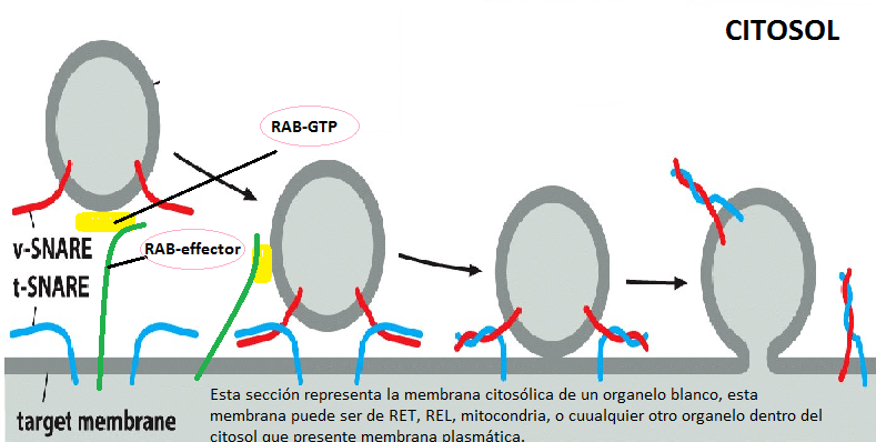 AYUDA PARA EL ESTUDIANTE: COMPARTIMENTOS Y TRANSPORTE INTRACELULAR II ...