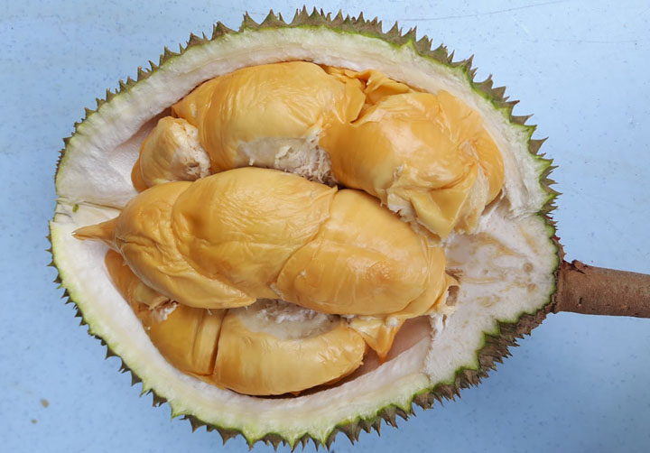 11 Jenis Buah Durian Popular dan Digemari di Malaysia