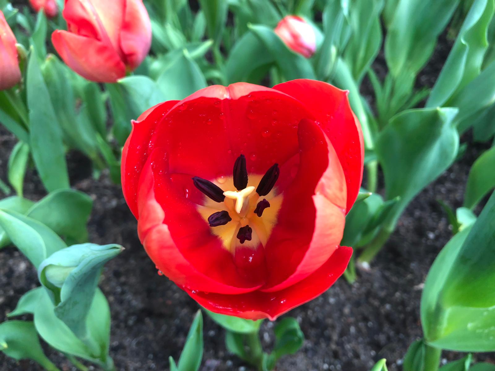 Bunga Tulip Di Gardens By The Bay , Singapura